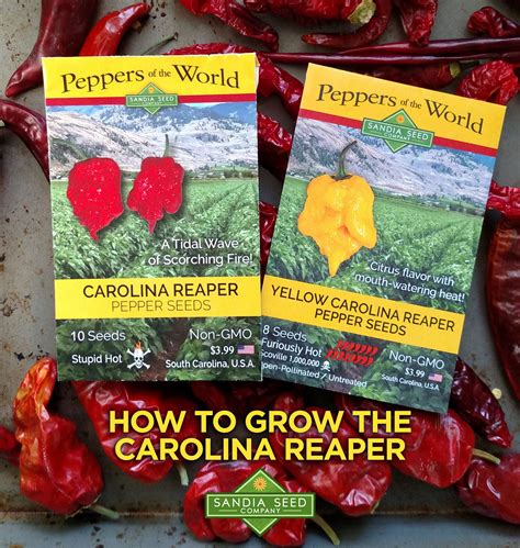 Carolina Reaper Seeds For Sale Sandia Seed Company