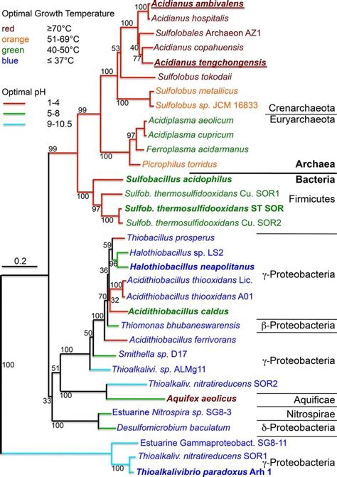Color Coded Phylogenetic Dendrogram Of The Sor Sequences Available In