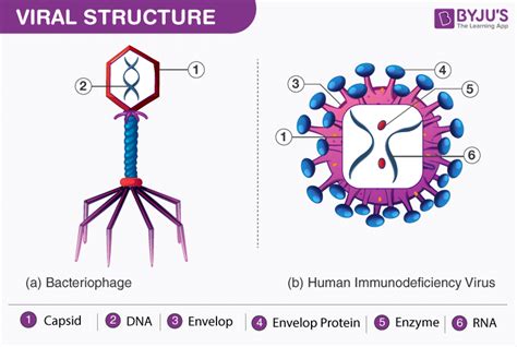 Virus Structure Diagram