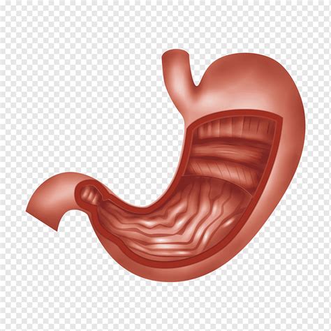 Ilustración De Estómago Rojo órgano Estómago Abdomen Biología Sistema