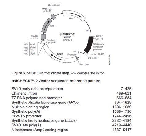 Psicheck 2载体 质粒图谱 优宝生物