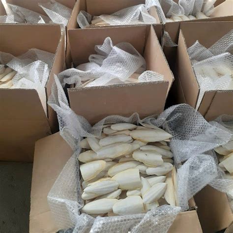 Nan Mực Nhiều Size Nam Nguyên Dược