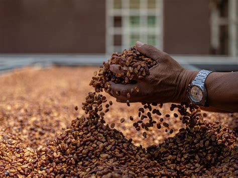 Finca Lérida Coffee History Panamas Pioneering Estate