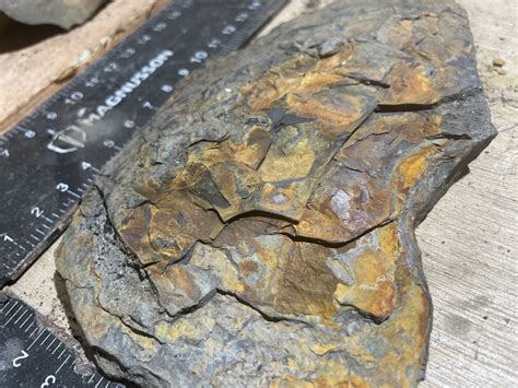 Carboniferous Shale With Leaf Scale Looking Shapes Fossil Id The