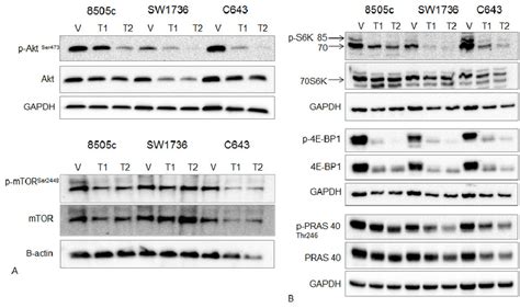 Effect Of Torin2 On Mtor And Mtor Related Protein Expression And