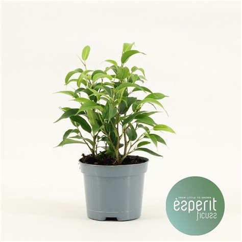 Ficus Benjamina Natasja — Plant Wholesale Floraccess