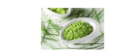 Hydroponic Vs Soil Grown Wheatgrass Benefits And Process