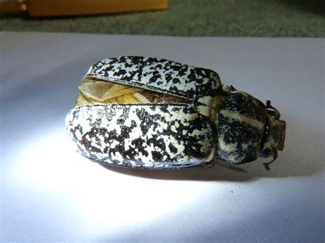 Pine Chafer British Wildlife Wiki Fandom