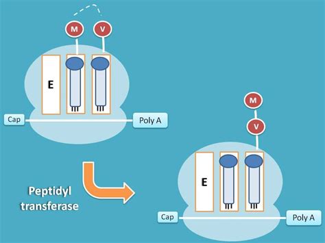 3 Steps Of Translation That Bring Proteins For You
