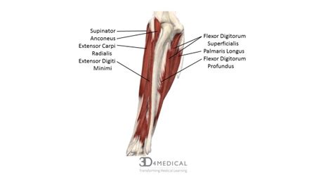 Muscles Advanced Anatomy 2nd Ed