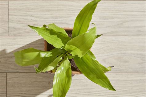 Dracaena Limelight Plant How To Grow The Low Maintenance Lemon Lime