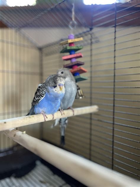 Hello My 2 Babs Recently Reached 4 Months Of Age Was Wondering If It