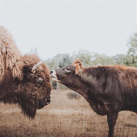Sad And Blind Bison Finds Meaning In Life After Meeting A Kind And Caring Cow
