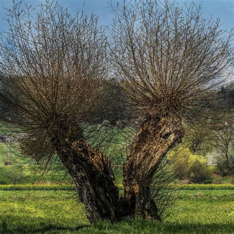 Willow Tree Symbolism And Celtic Willow Art