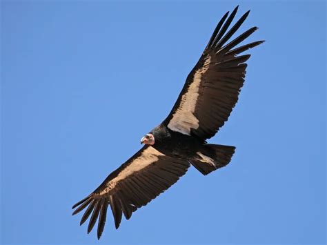 12 Of North Americas Largest Birds From Condors To Geese