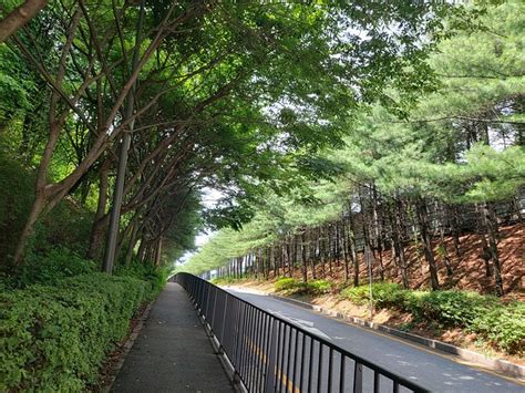 숲길 오솔길 힐링 Pixabay의 무료 사진 Pixabay