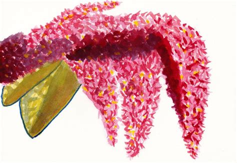 Love Lies Bleeding Plant Botanical Art Illustration Watercolors White
