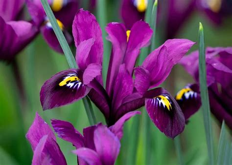 16 Reasons Beardless Irises Are A Must Have For Your Backyard Garden