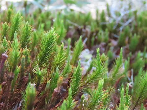 Haircap Moss Edisto Island Open Land Trust South Carolina