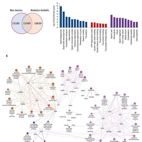 Abundance And Transcript Integrity In Buffalo Sperm A Comparison Of