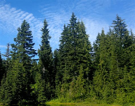 Canadian Hemlock Tree