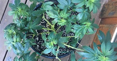 Over Defol Album On Imgur