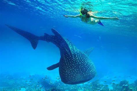 Oslob Whale Shark Snorkeling And Kawasan Canyoning Tour