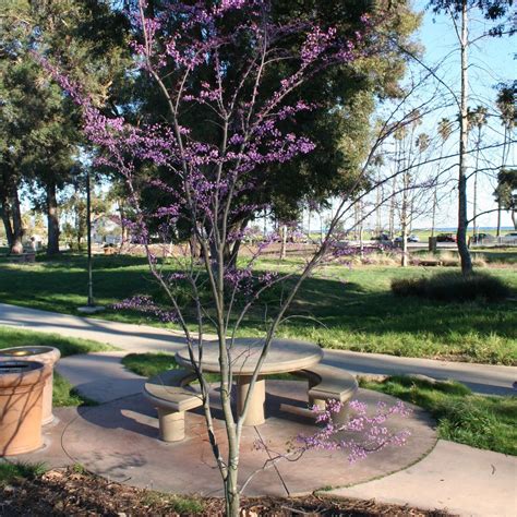 Western Redbud Tree Cercis Occidentalis Multi Plants Express