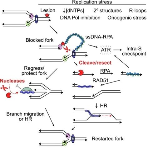 Components Of Replicating Dna Strands
