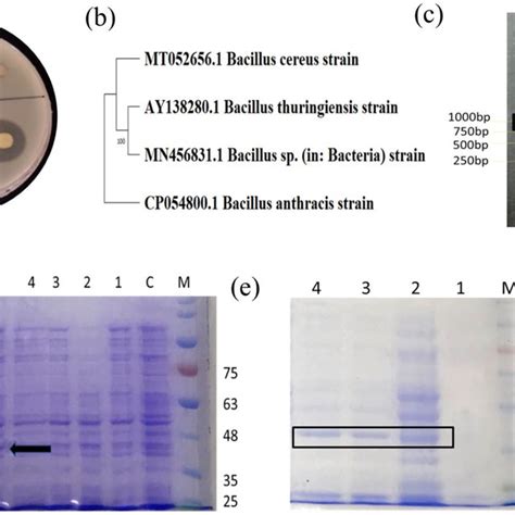 Protease Assay And Phylogenetic Tree A Protease Activity Assay By Download Scientific