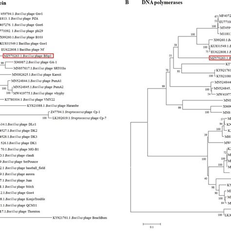 Phylogenetic Analysis Based On The Major Capsid Protein A And Dna