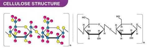 Starch Cellulose Structure