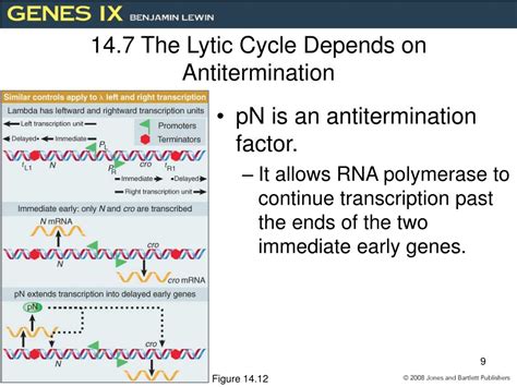 Ppt Phage Strategies Powerpoint Presentation Free Download Id 3623049