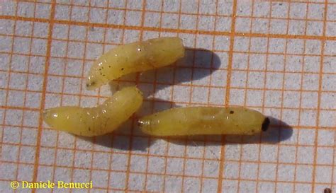 Bactrocera Oleae Larvae Camponotus Vagus Flickr