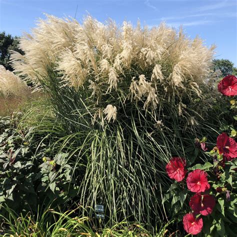 Miscanthus Encore Buy Grass Ornamental Perennials Online