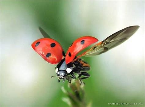 Ladybug Flying Insects Insect Photography Beautiful Bugs