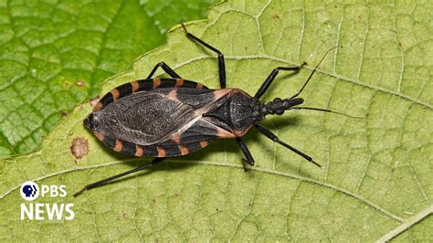 Boxelder Bug Vs Kissing Bug Spot The Deadly Look Alike