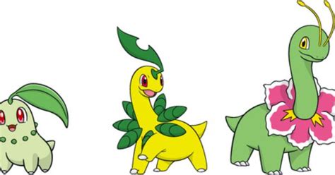 Chikorita Evolution