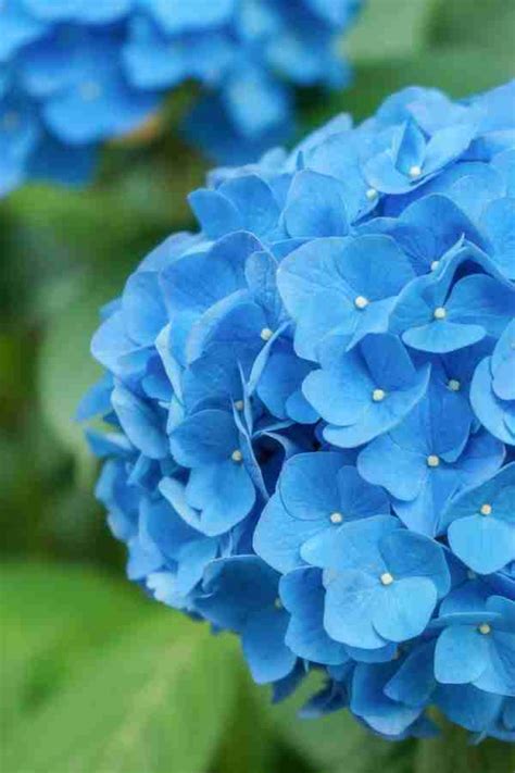 11 Best Perennials For Partial Shade Hydrangea Love