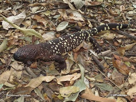 Heloderma Los Lagartos Venenosos De América Chiapasparalelo