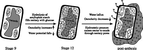 Model Of Nectar Secretion At S9 Nectary Cell Amyloplasts Are Filled