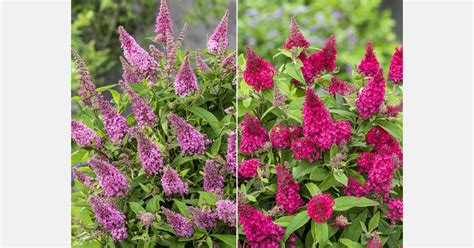 New Butterfly Candy Buddleia Collection Launched