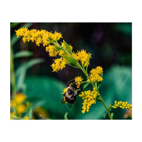 Carpenter Bee On Goldenrod York Pennsylvania Photography Insect