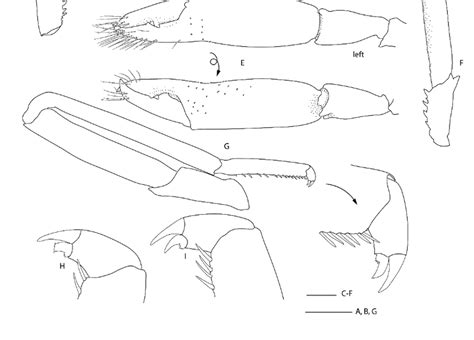 Spongicoloides Sonne Sp Nov Nmnz Cr 019650 A Left P1 Lateral