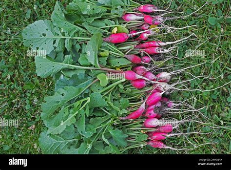 Radish Raphanus Sativus Var Radicula Pers Root Garden Plant Food