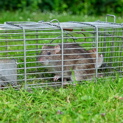 Rat Life Cycle Lifespan Habitat Fantastic Pest Control Australia