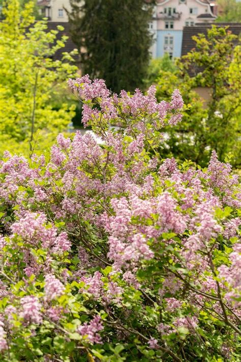 Syringa Meyeri Plant In Zurich In Switzerland Stock Image Image Of Biology Plant 320580747