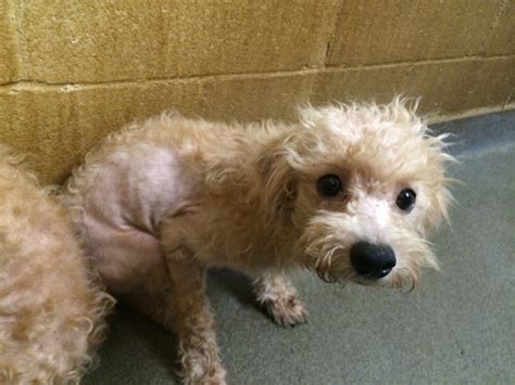 Can Poodles Get Mange