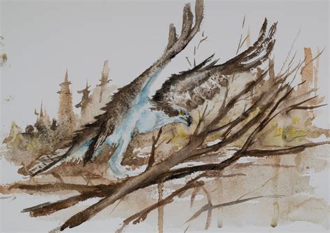 Birds Steve Philbrooks Portfolio