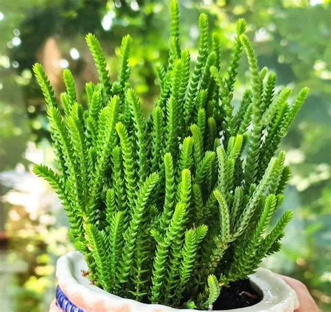 Crassula Lycopodioides Characteristics And Care Succulent Alley